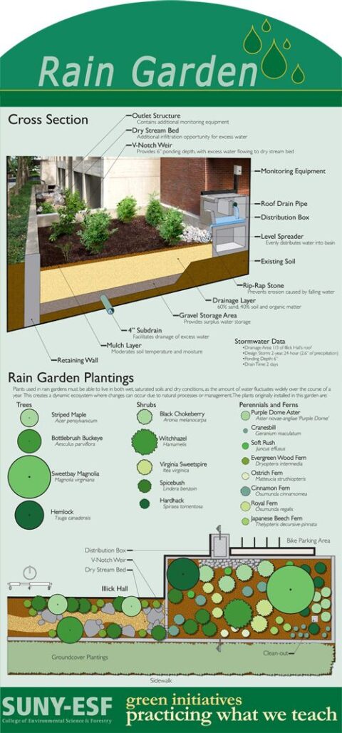 What is a Rain Garden and How does it Work? | Rainplan